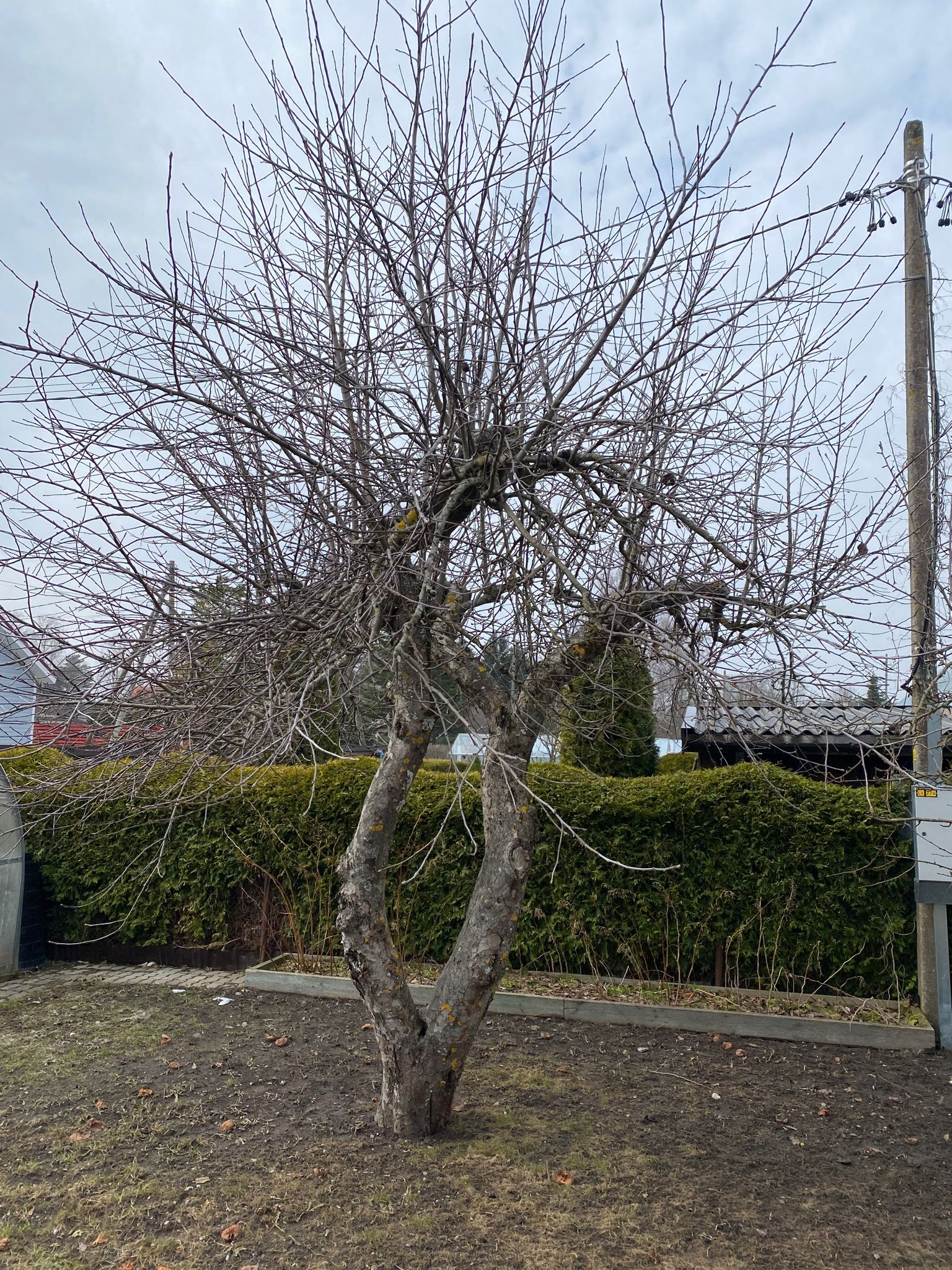 Puude ja põõsaste lõikamine – kümme tähelepanekut! - Kinnisvarakorda.ee